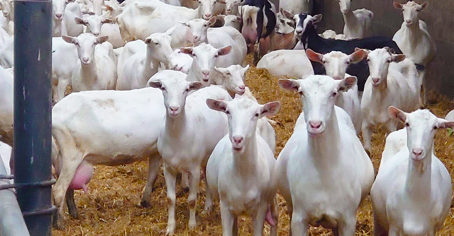 Geiten – Animal Life Plus